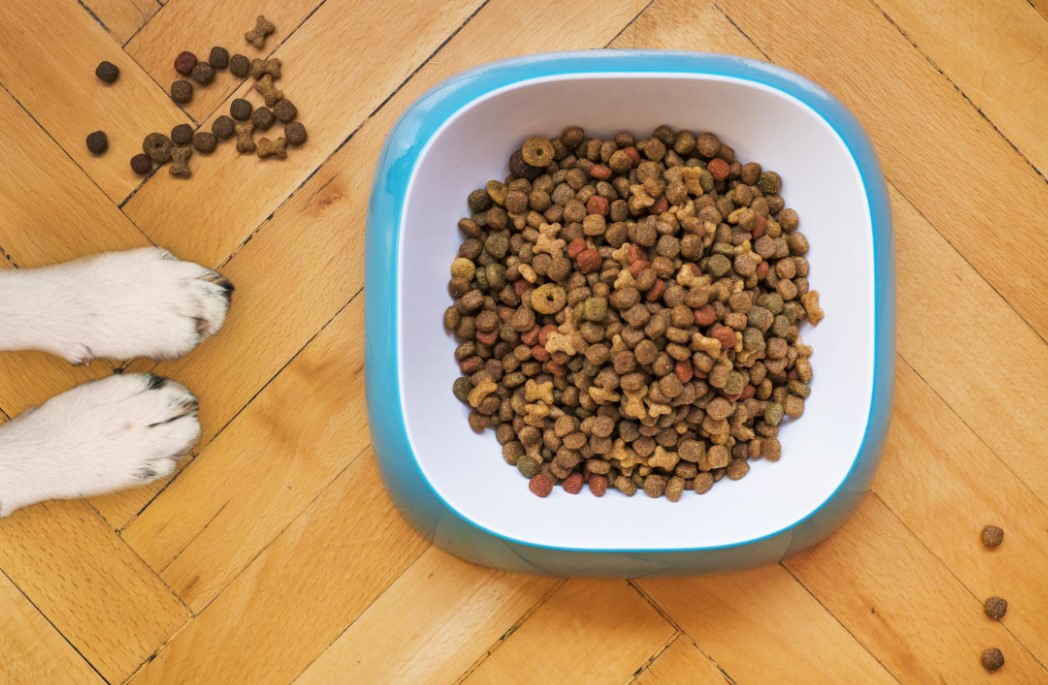 Gesunde Ernährung für ihren Hund - Bio Hundefutter - Transportexpress